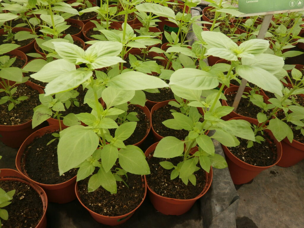 Albahaca, Limón - The Green Ark Foundation