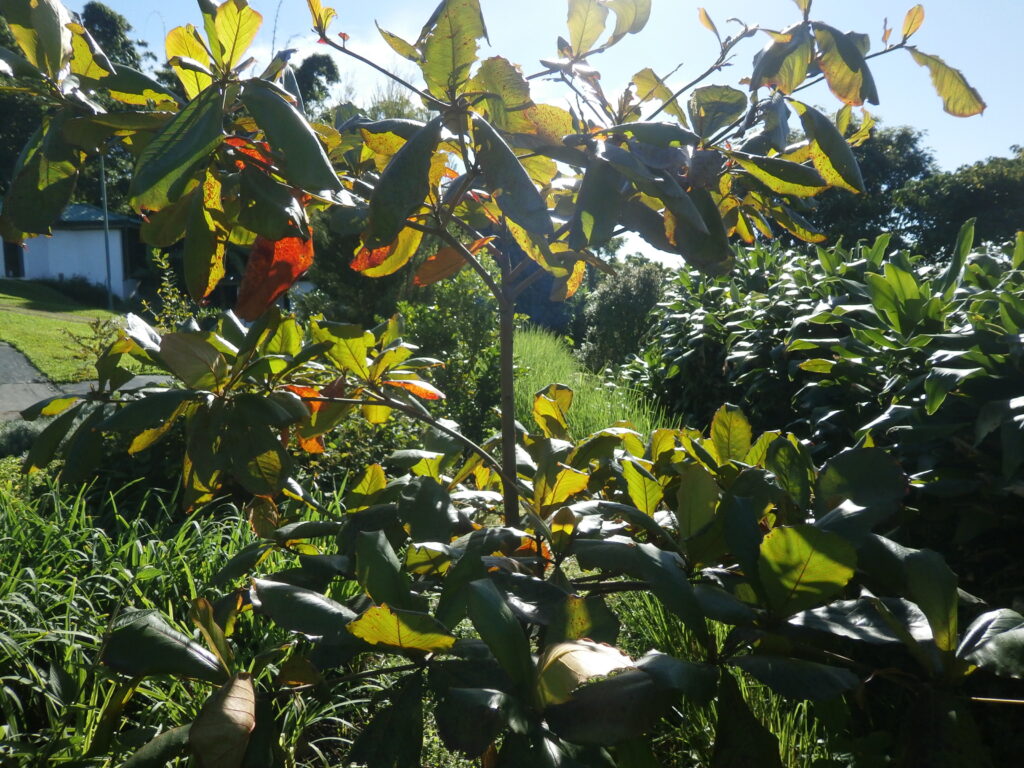 Almendra, playa - The Green Ark Foundation