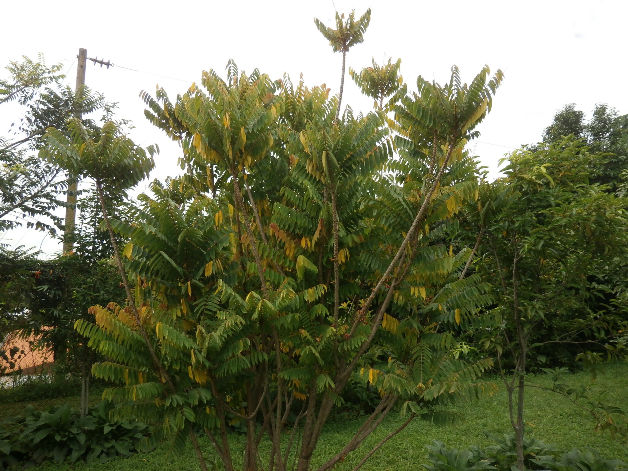 Árbol de pepino - The Green Ark Foundation