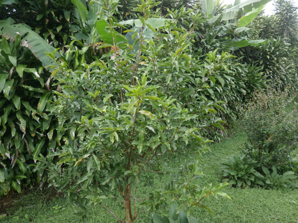 Cas of Costa Rica – The Green Ark Foundation