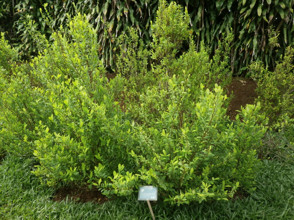 Coca – The Green Ark Foundation