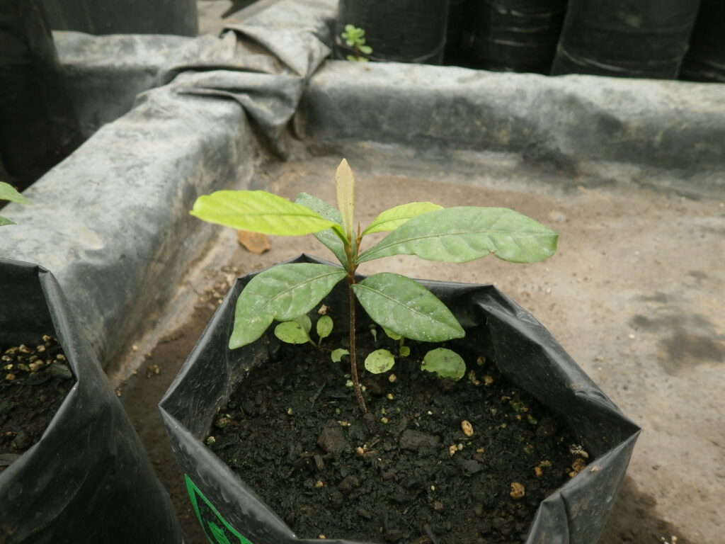 Fruta milagrosa - The Green Ark Foundation