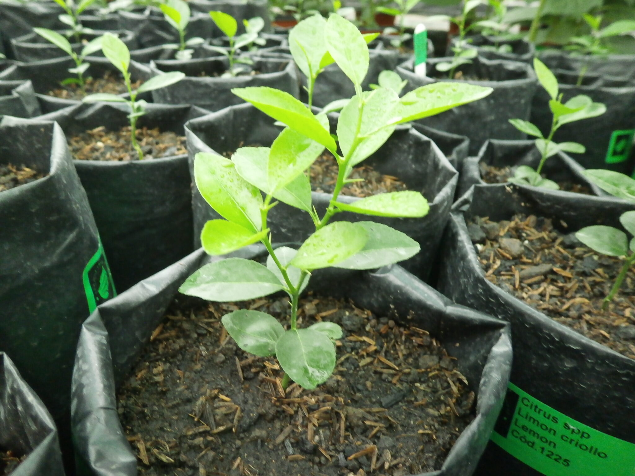 Lemon, Criollo, Lime, Key – The Green Ark Foundation