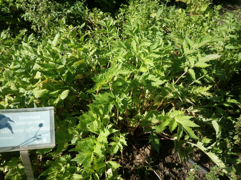 Valerian – The Green Ark Foundation