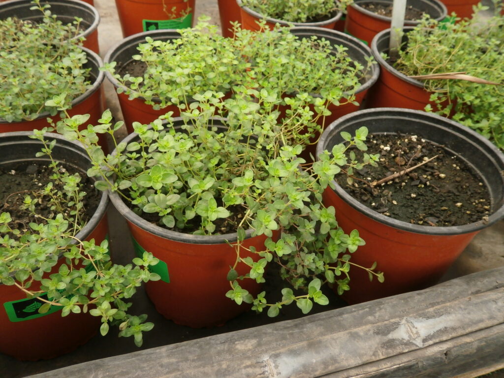 Tomillo, rastrero - The Green Ark Foundation